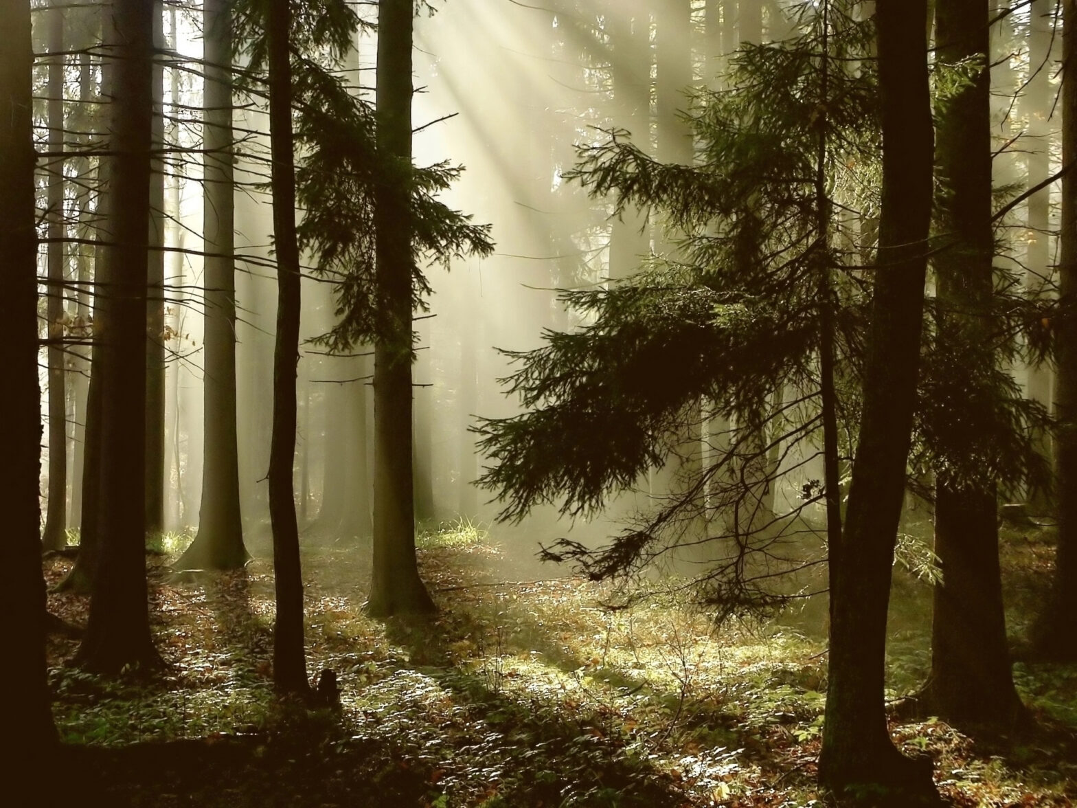 20 Baffling Natural Sounds That Science Has Yet to Fully Explain