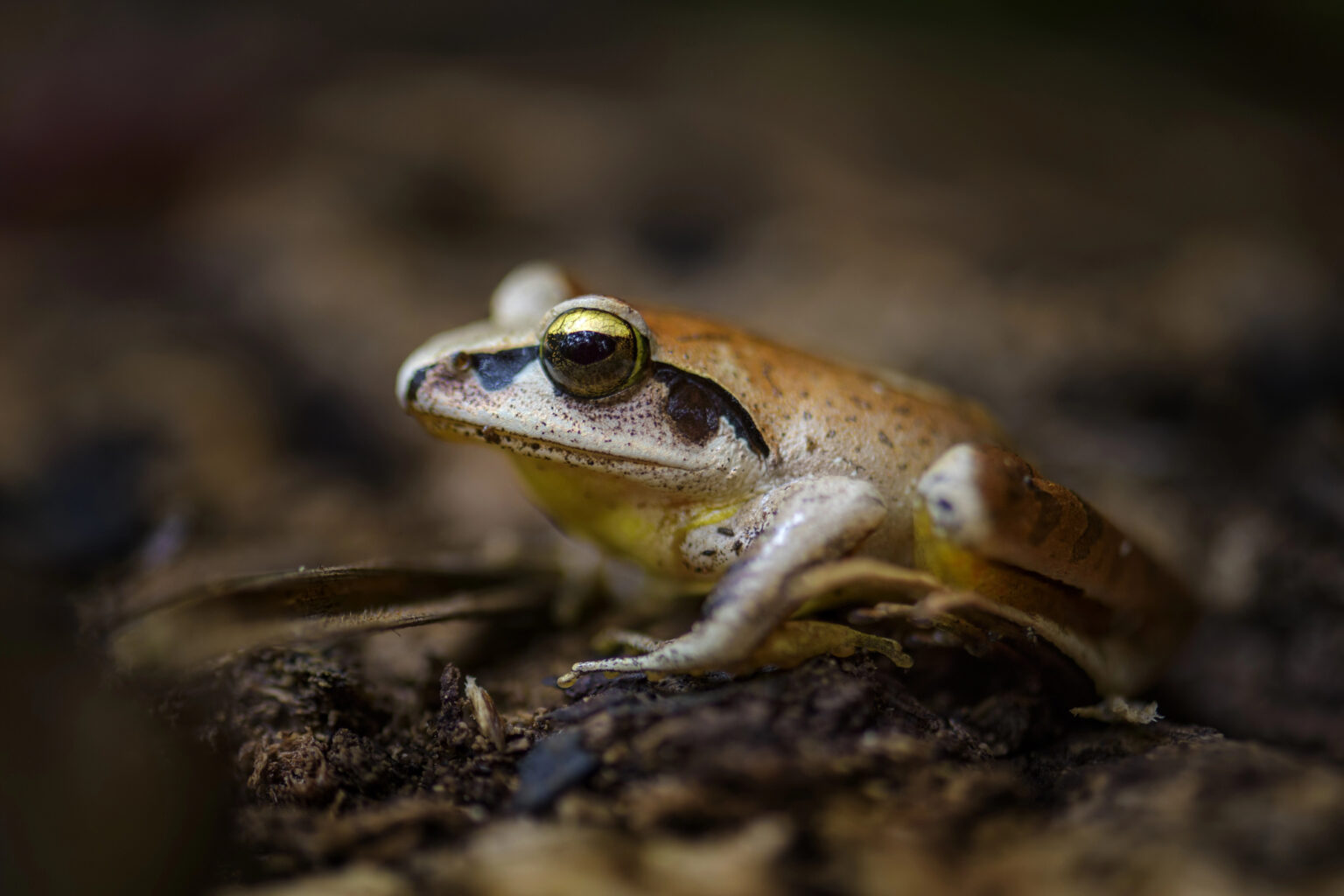 20 Animals That Can Survive Nature's Harshest Conditions