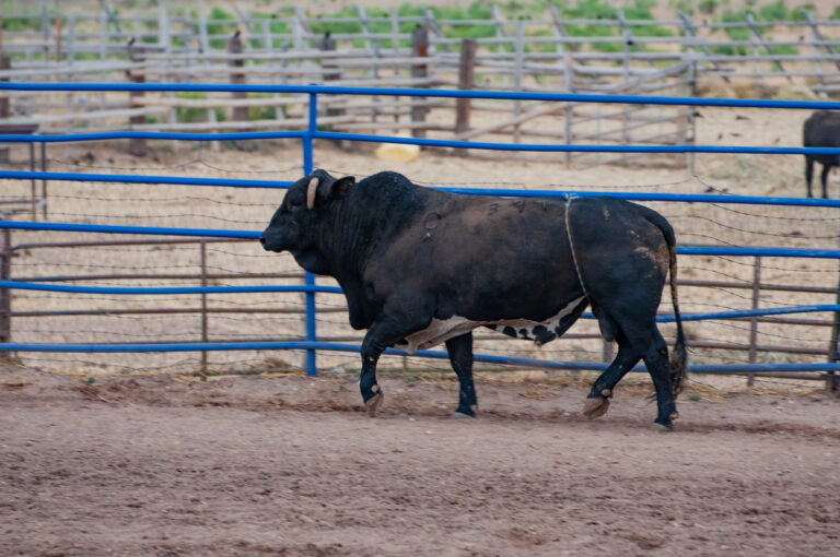 14 Times Animals Were Used in Competitive Sports