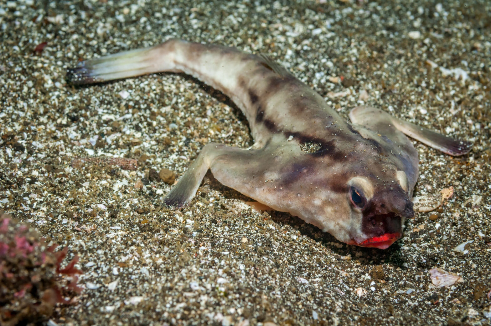 Angling’s Ultimate Challenge: 18 Rare Fish That Are Hard to Catch