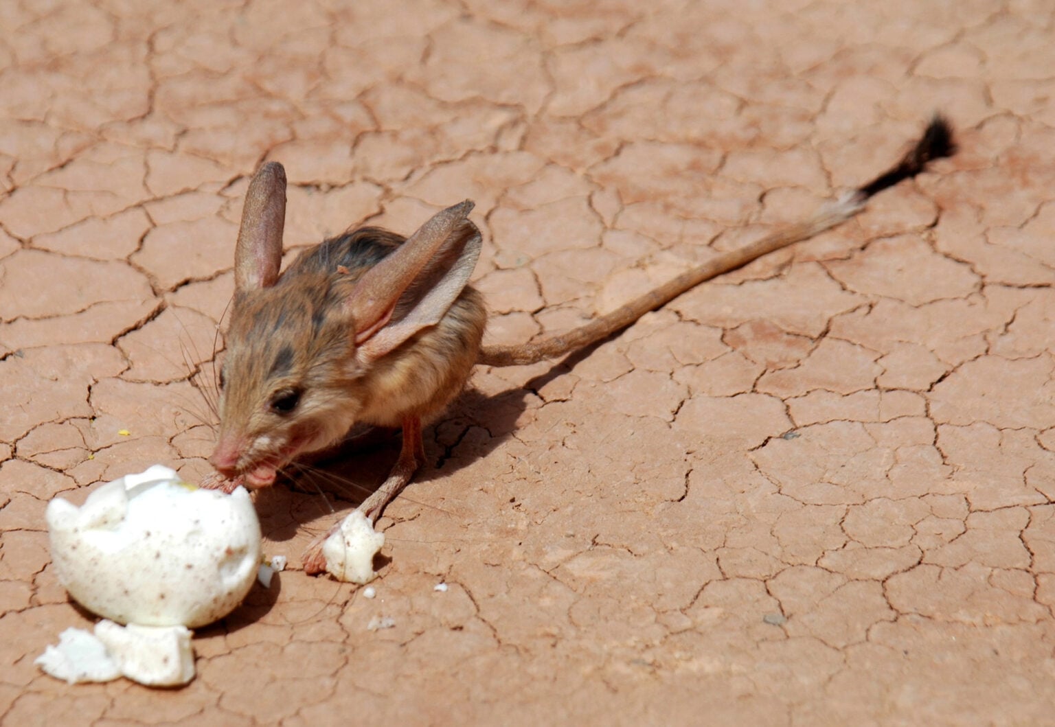 20 Animals That Can Survive Nature's Harshest Conditions