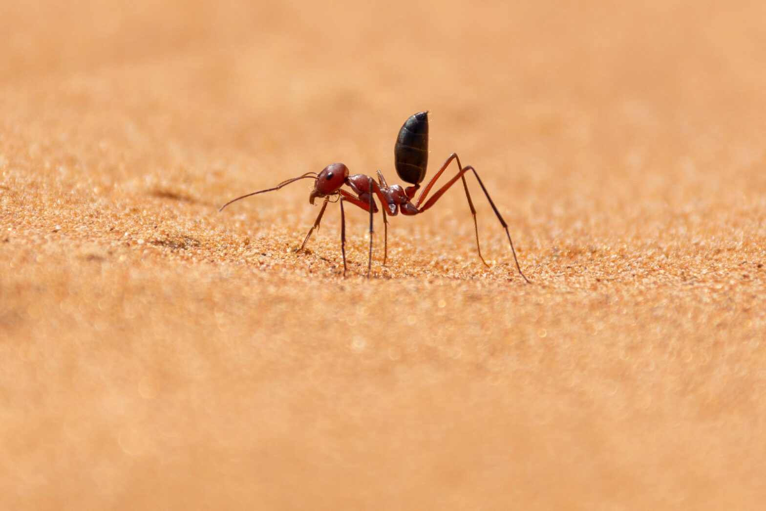 20 Creatures That Can Survive in Extreme Conditions