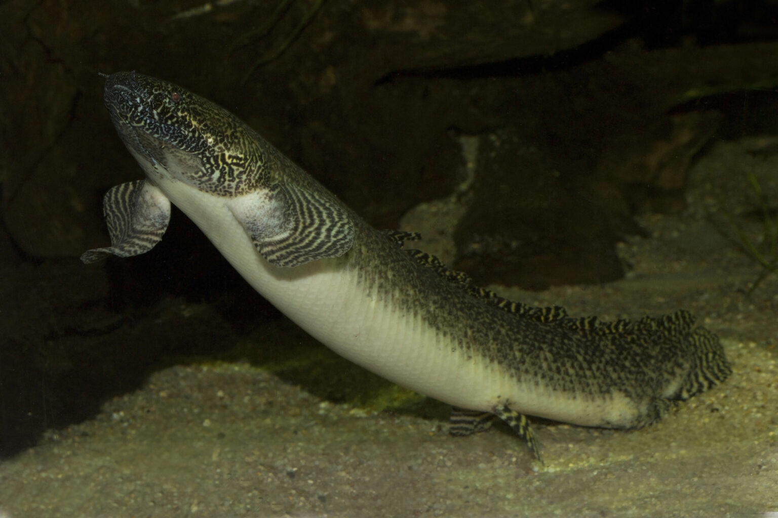 20 Creatures That Can Survive in Extreme Conditions
