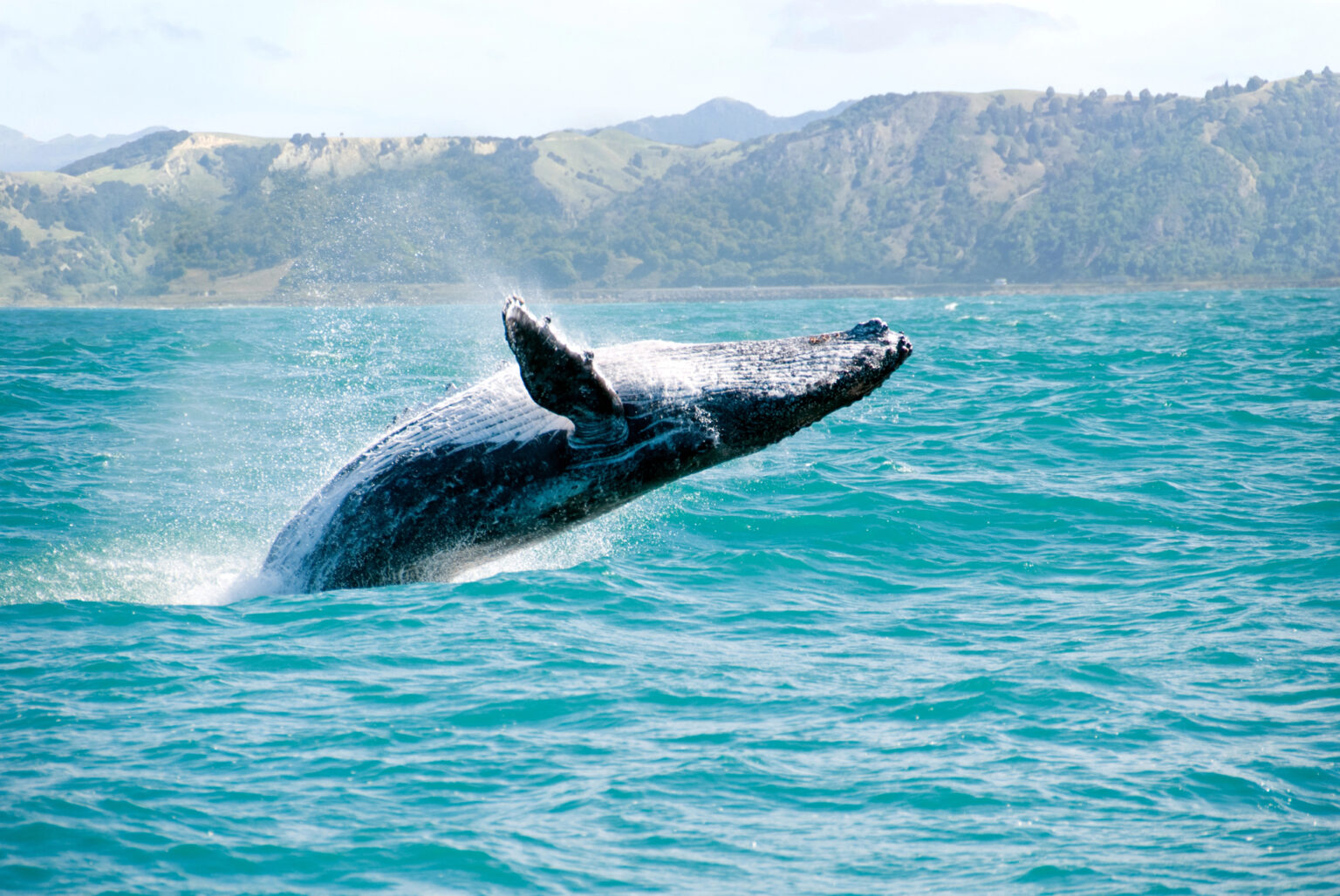 20 Baffling Natural Sounds That Science Has Yet to Fully Explain