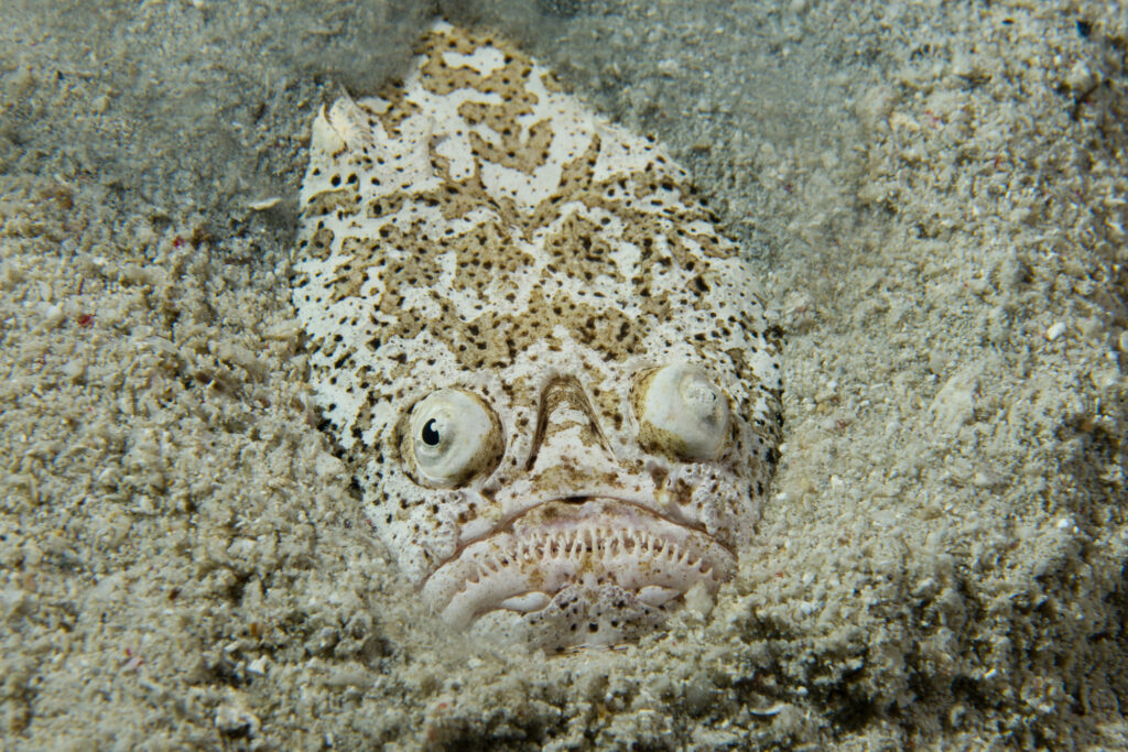 19 Deep-Sea Creatures That Look Like They Belong on Another Planet