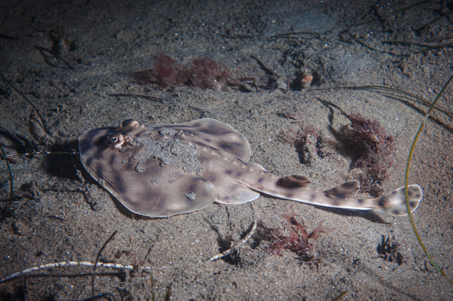 Angling’s Ultimate Challenge: 18 Rare Fish That Are Hard to Catch