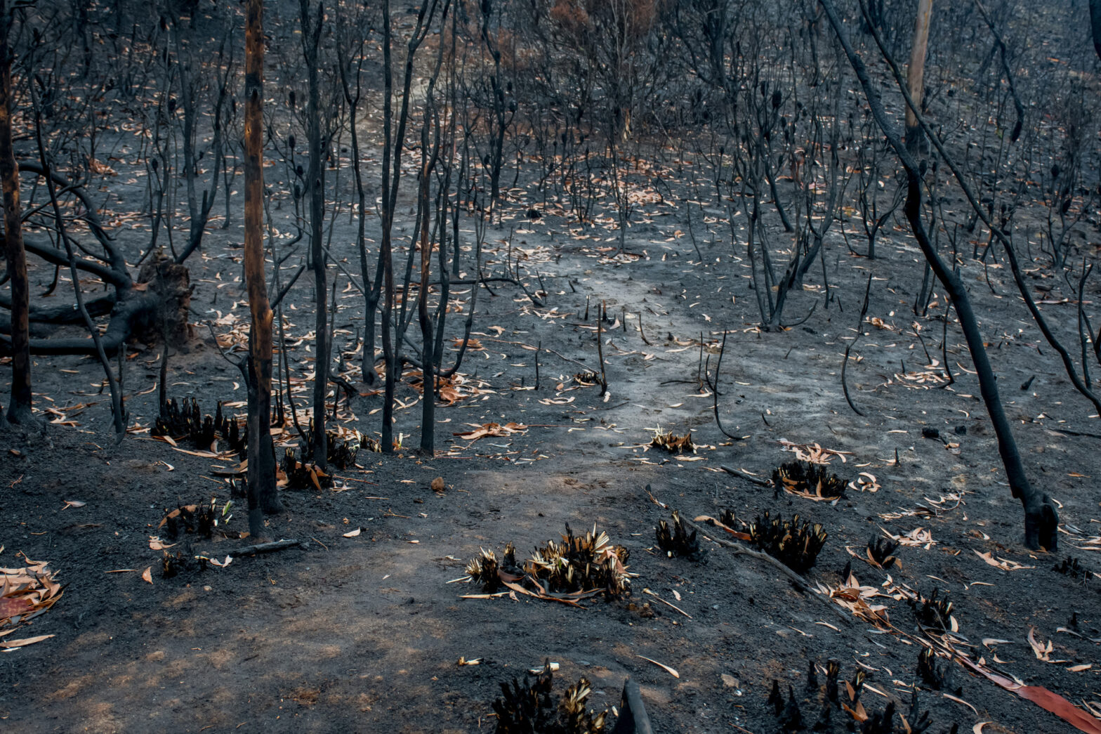 20 Times the World Came Close to Disaster (But Was Saved at the Last ...