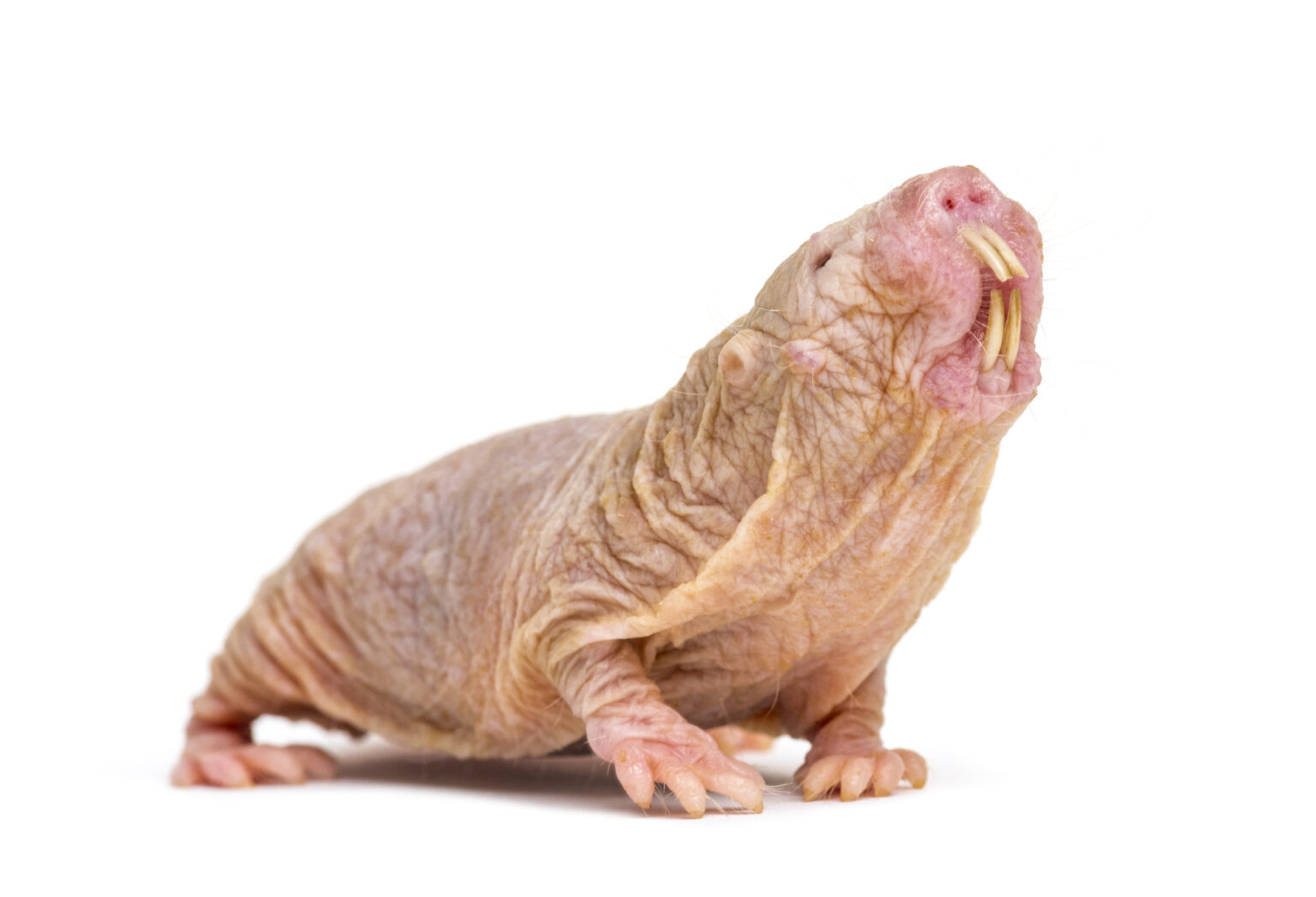 20 Animals That Can Survive Nature's Harshest Conditions
