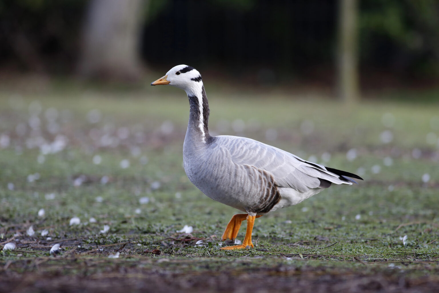 20 Animals That Can Survive Nature's Harshest Conditions