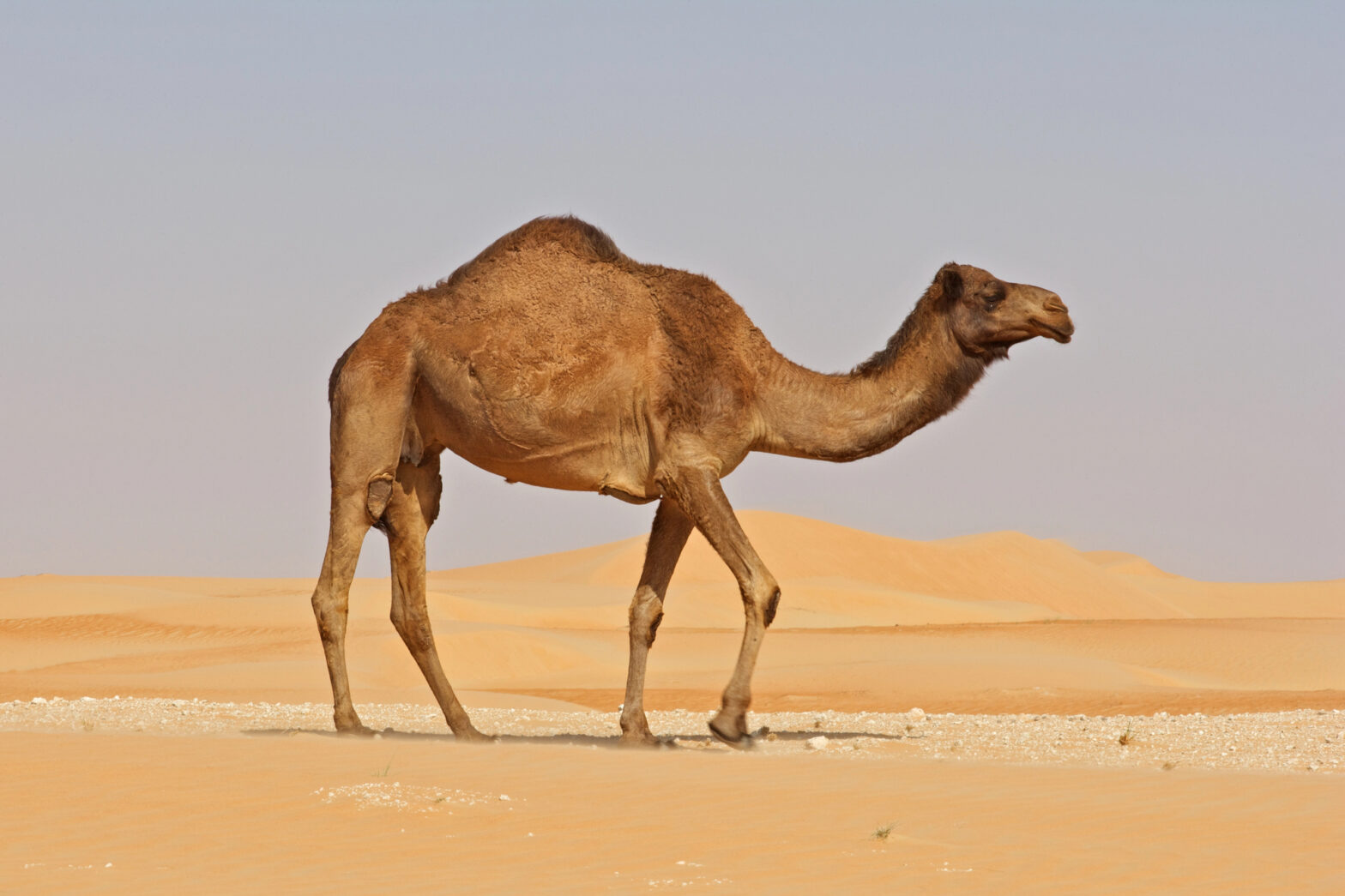 20 Animals That Can Survive Nature's Harshest Conditions