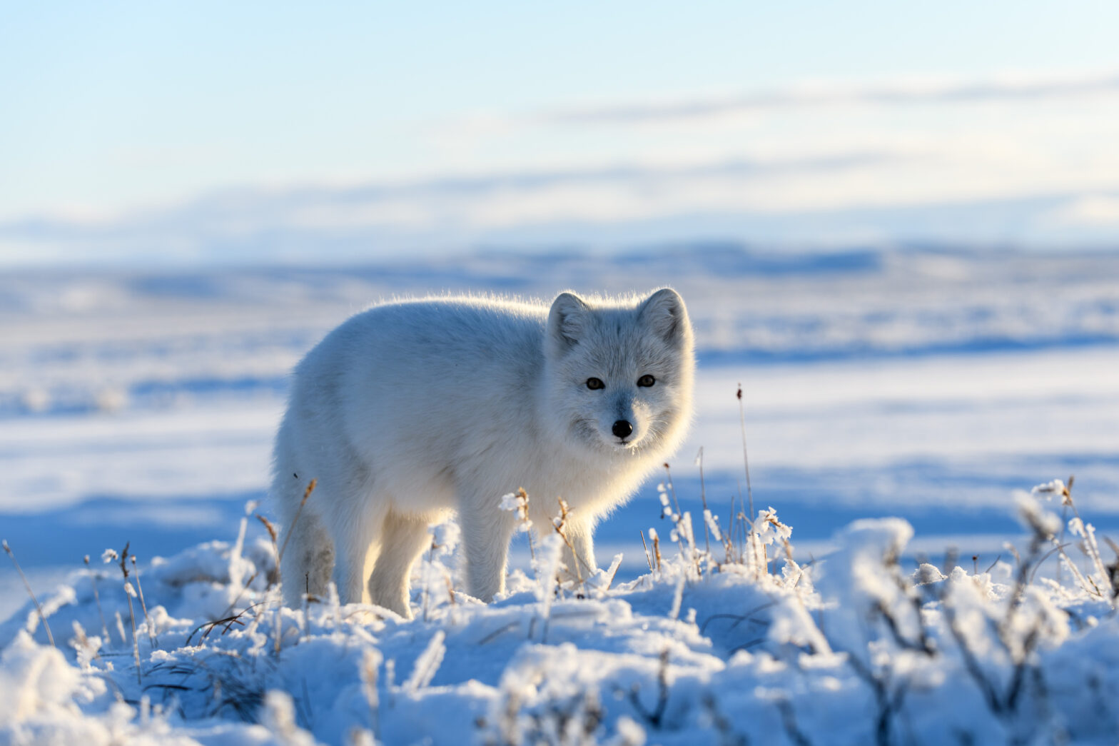 20 Animals That Can Survive Nature's Harshest Conditions