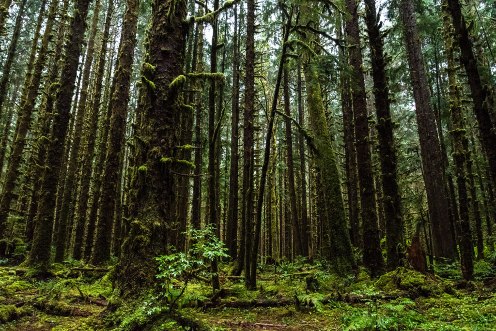 20 Baffling Natural Sounds That Science Has Yet to Fully Explain