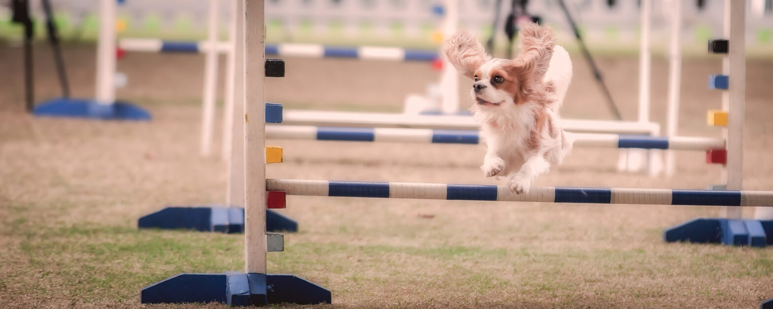 14 Times Animals Were Used in Competitive Sports