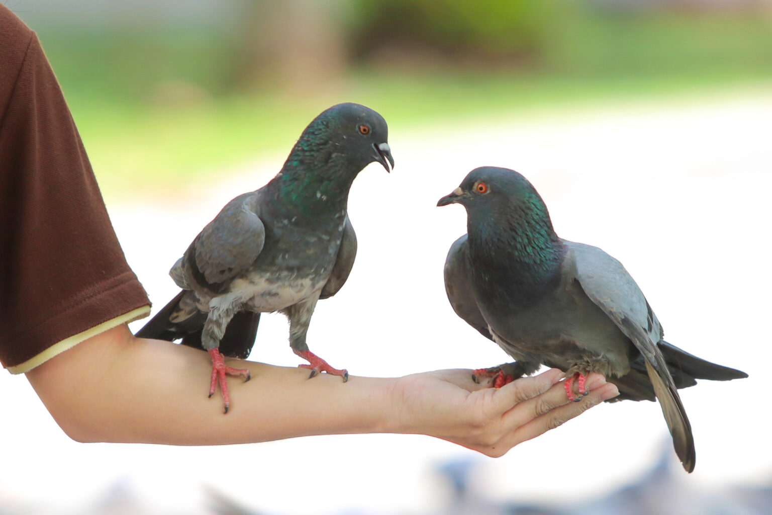 14 Times Animals Were Used in Competitive Sports