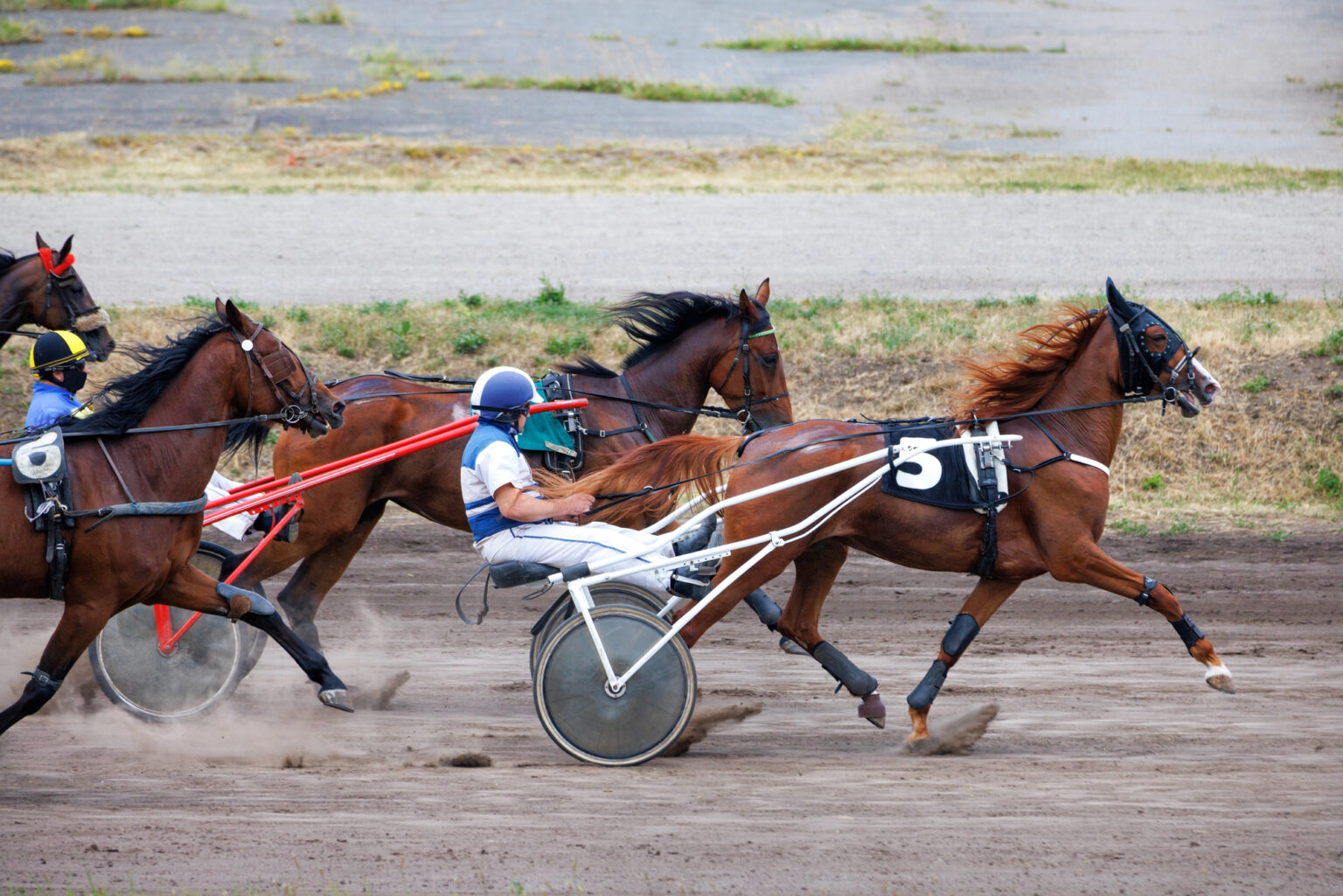 14 Times Animals Were Used in Competitive Sports