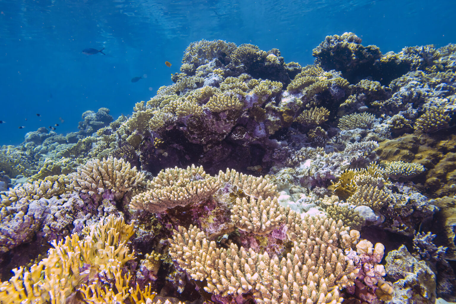 20 Baffling Natural Sounds That Science Has Yet to Fully Explain
