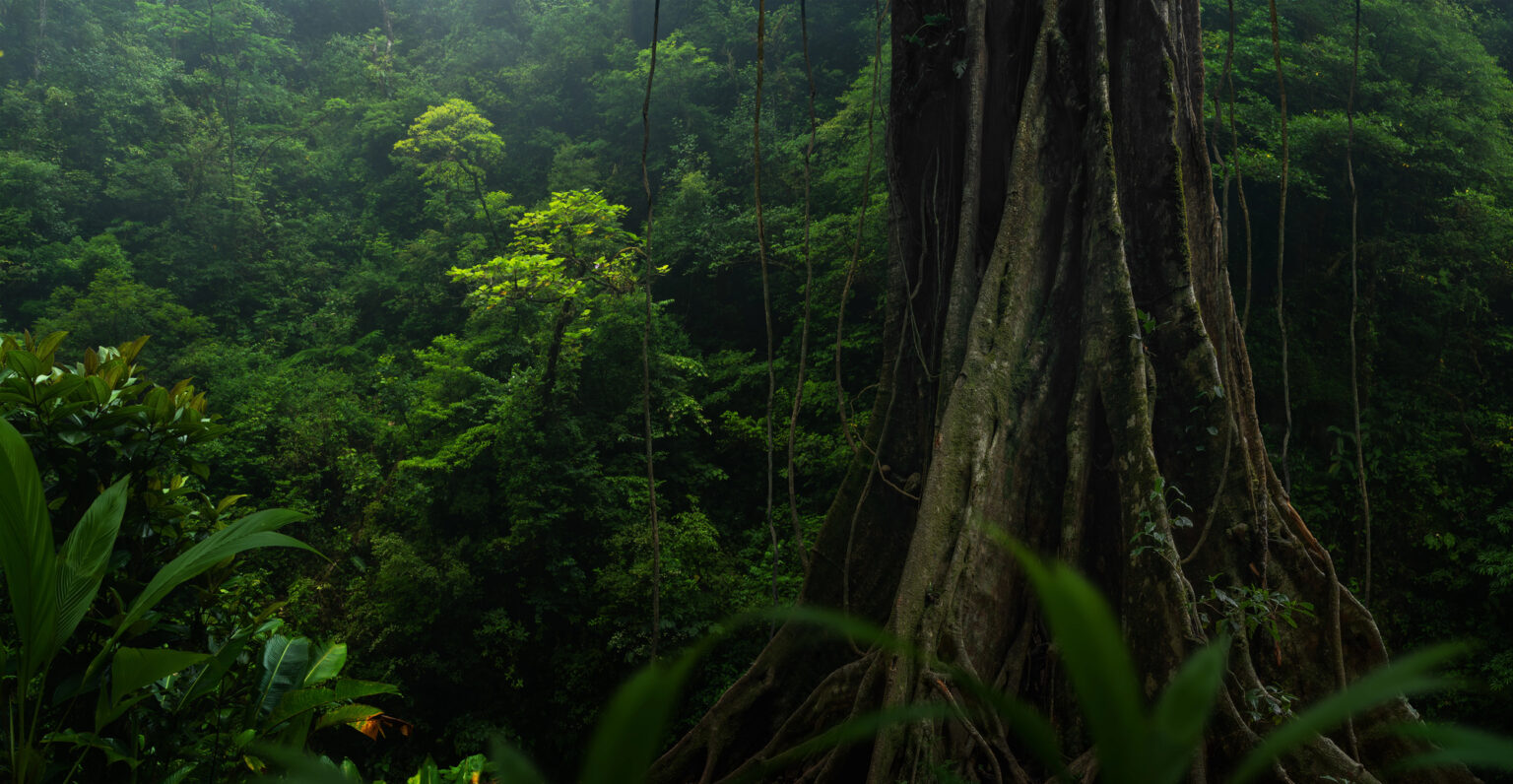 20 Baffling Natural Sounds That Science Has Yet to Fully Explain
