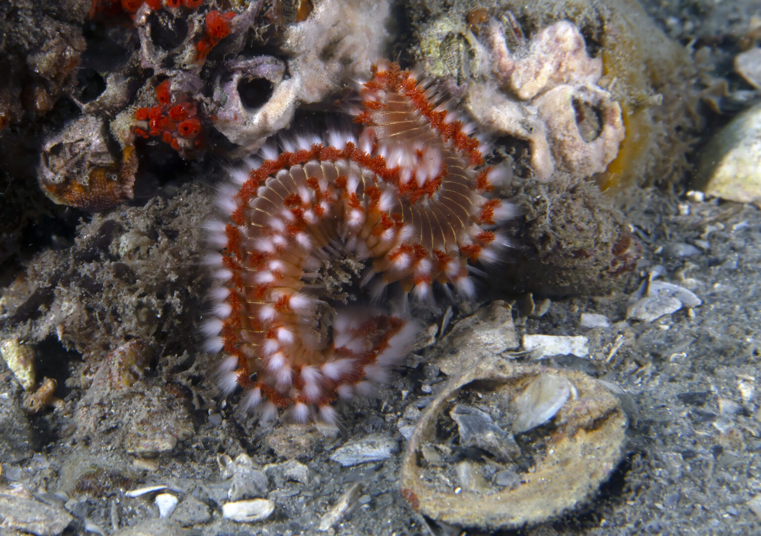 20 Creatures That Can Survive in Extreme Conditions