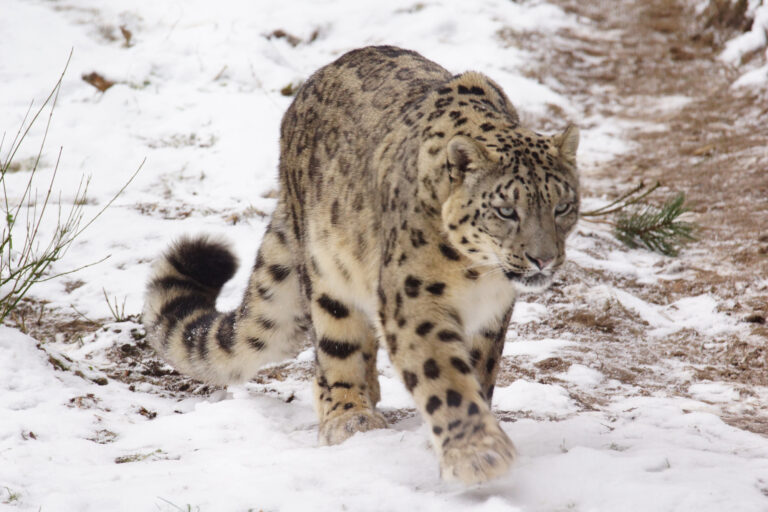 20 Animals That Can Survive Nature's Harshest Conditions