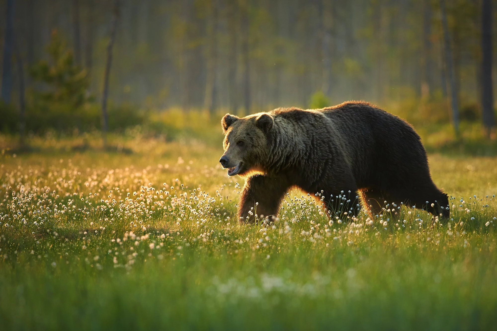 20 Animals That Can Survive Nature's Harshest Conditions