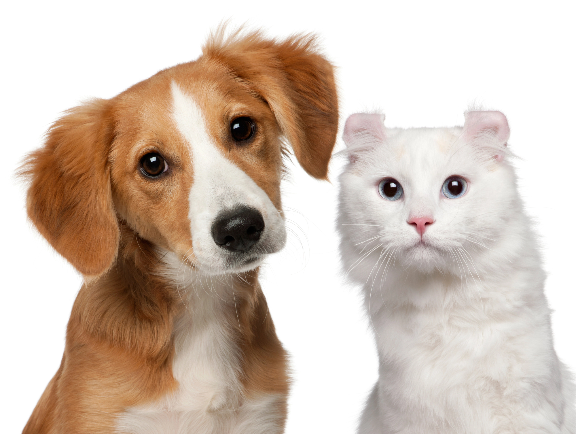 15 Stories of Pets That Became Heroes in Ways We Didn't Expect