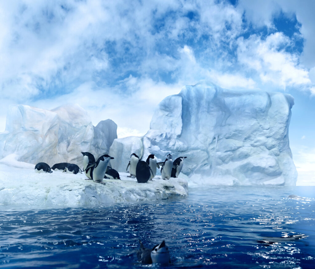 World Penguin Day: 15 Wild Adaptations That Help Penguins Thrive Almost ...