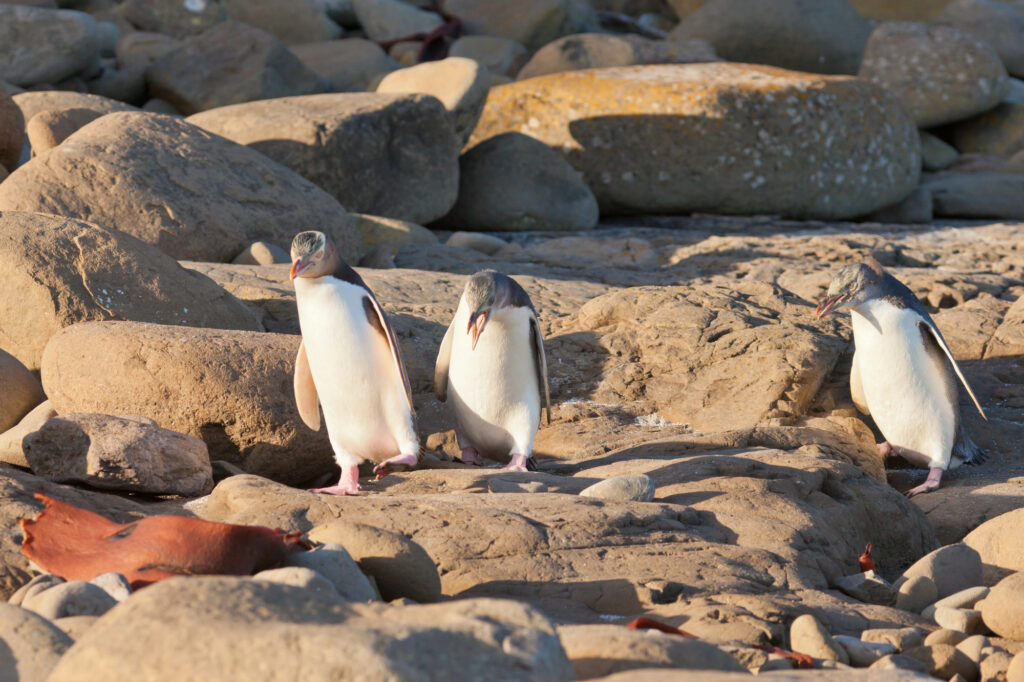 World Penguin Day: 15 Wild Adaptations That Help Penguins Thrive Almost ...