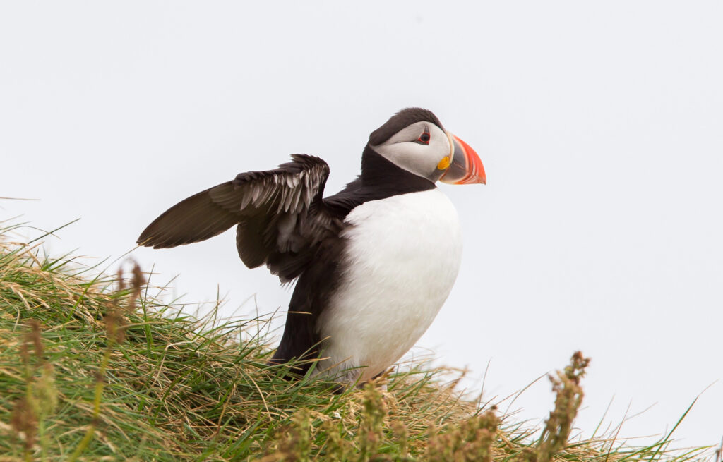 Puffin Day: 17 Things You Never Knew About These Adorable Birds