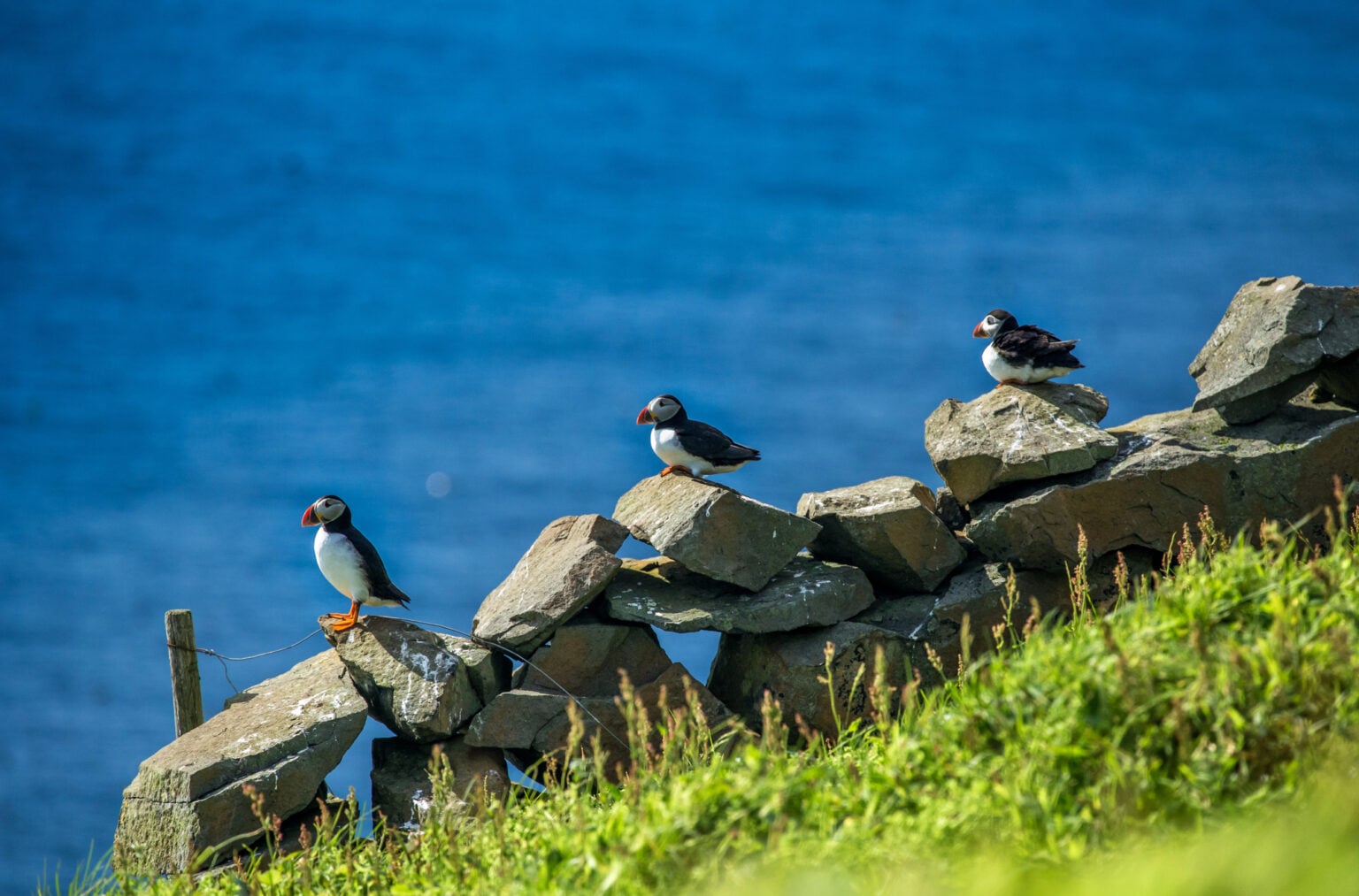 Puffin Day: 17 Things You Never Knew About These Adorable Birds