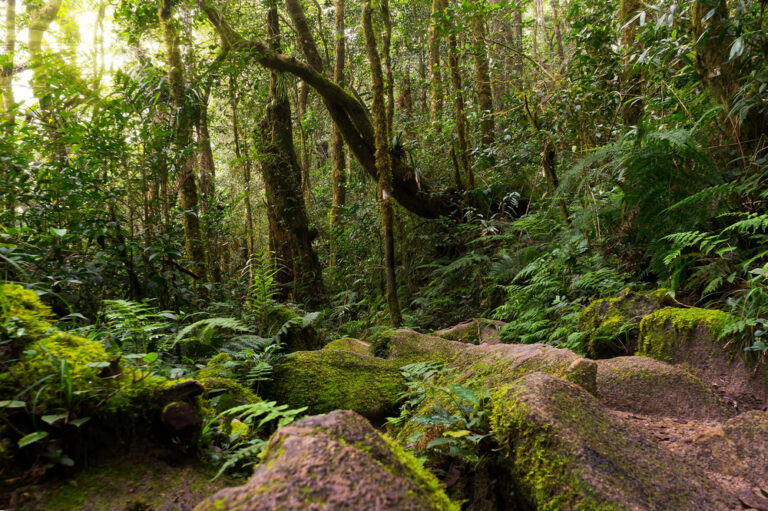 15 Forests So Dense They're Basically Natural Cities