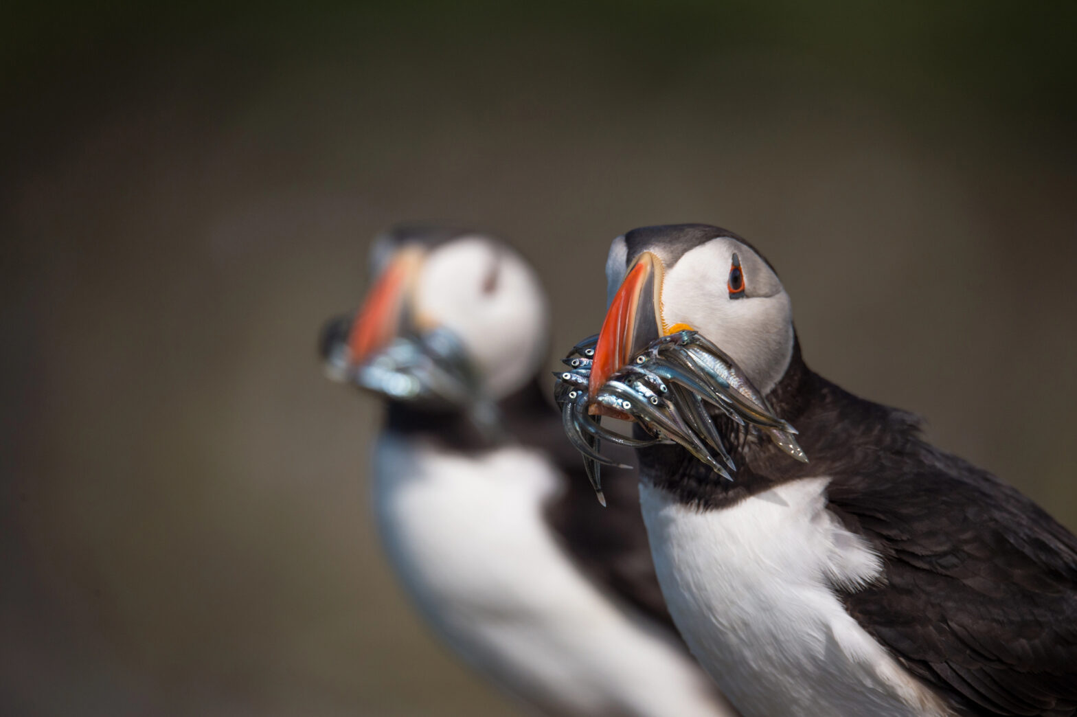 Puffin Day: 17 Things You Never Knew About These Adorable Birds