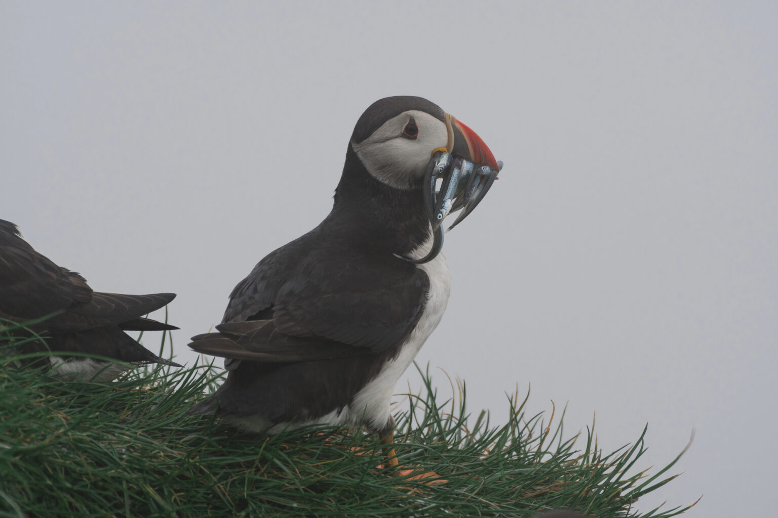 Puffin Day: 17 Things You Never Knew About These Adorable Birds