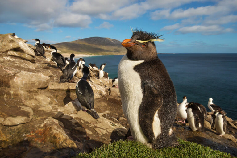 World Penguin Day: 15 Wild Adaptations That Help Penguins Thrive Almost ...