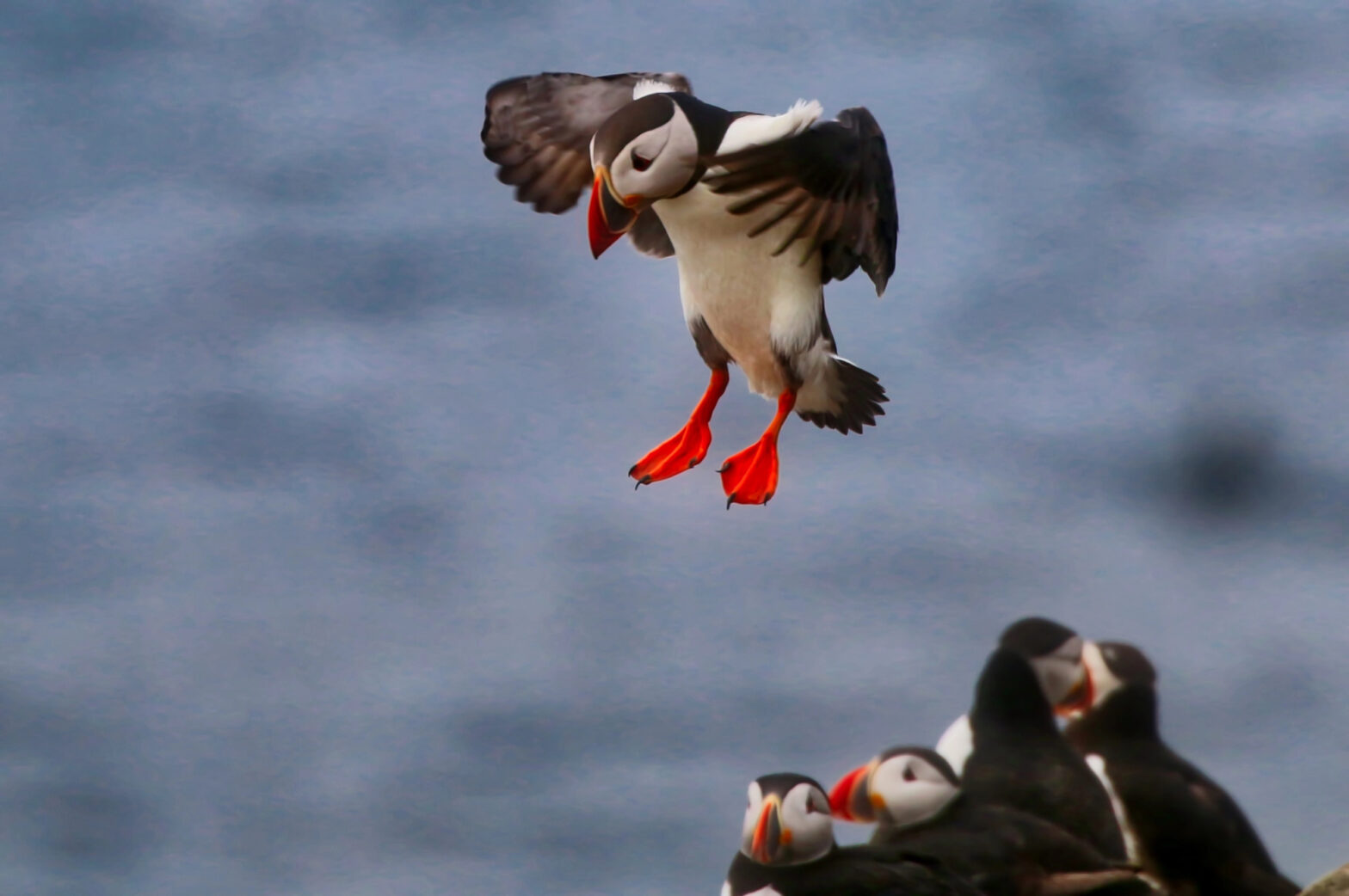 Puffin Day: 17 Things You Never Knew About These Adorable Birds