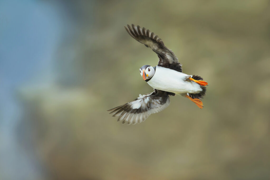 Puffin Day: 17 Things You Never Knew About These Adorable Birds
