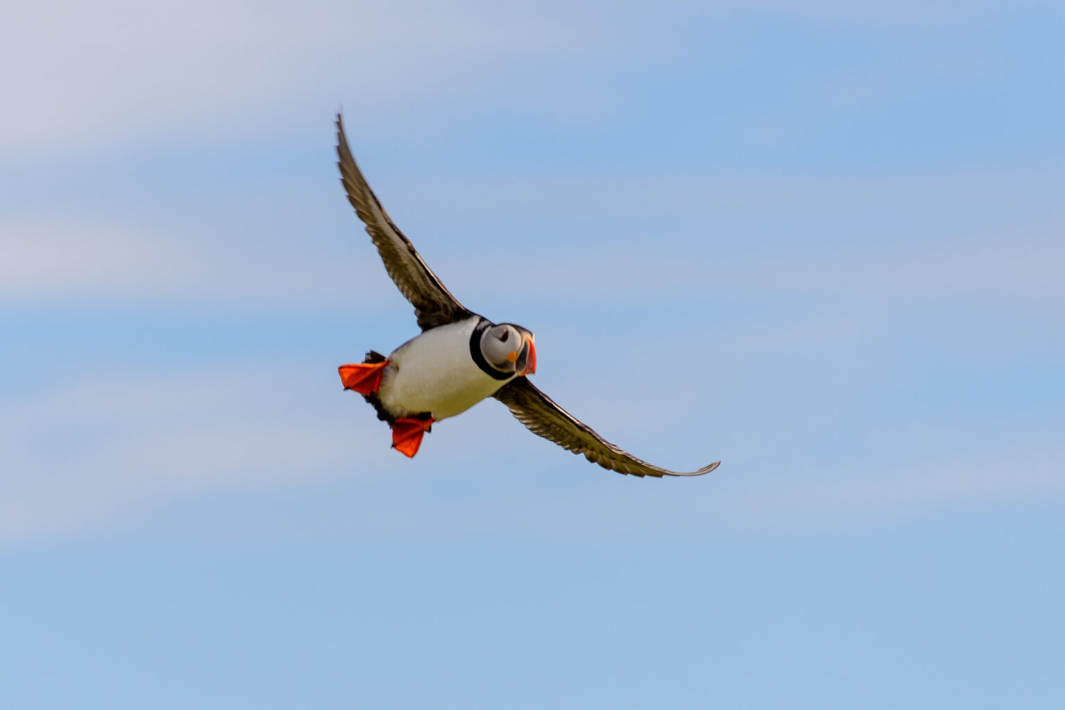 Puffin Day: 17 Things You Never Knew About These Adorable Birds