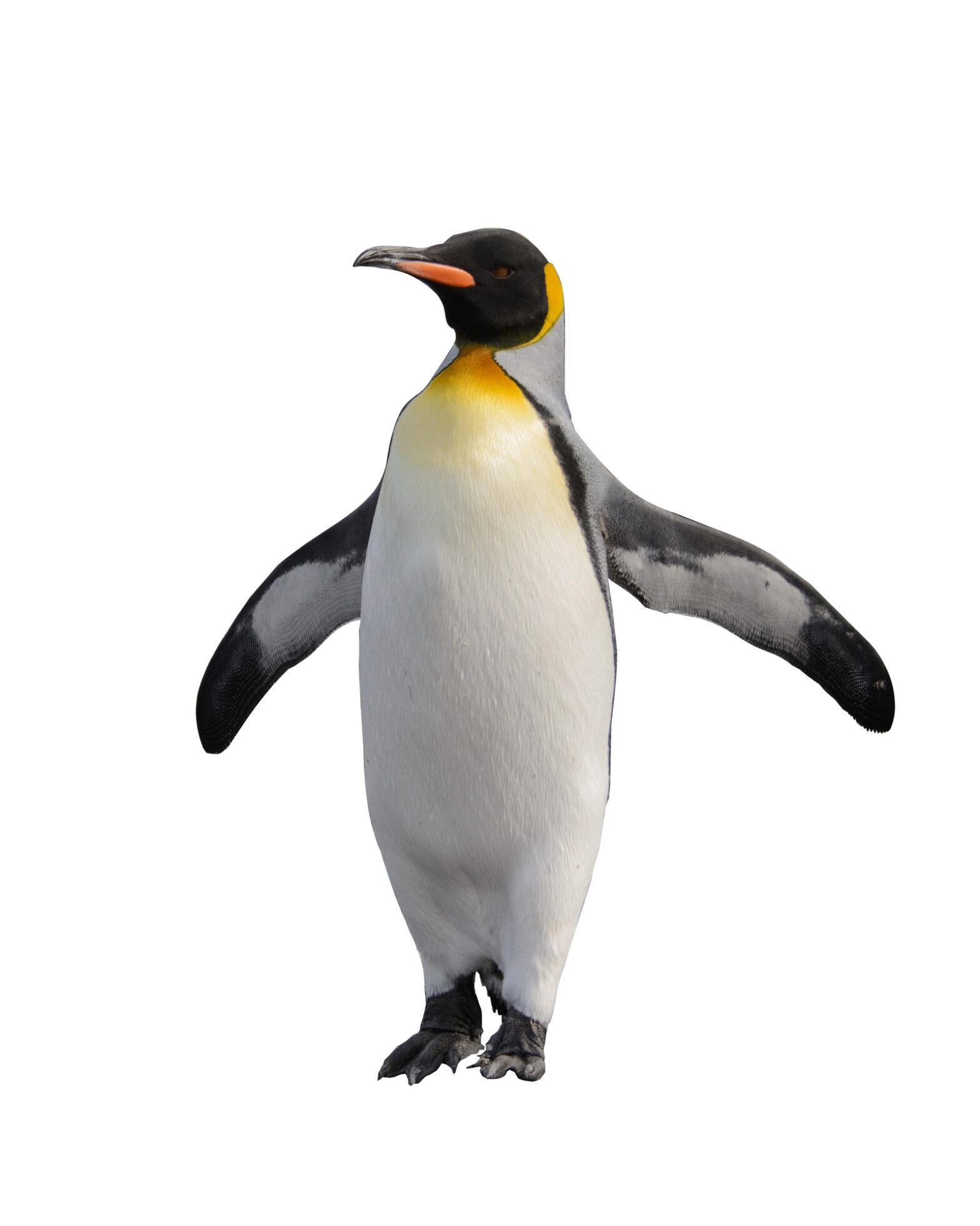 World Penguin Day: 15 Wild Adaptations That Help Penguins Thrive Almost ...