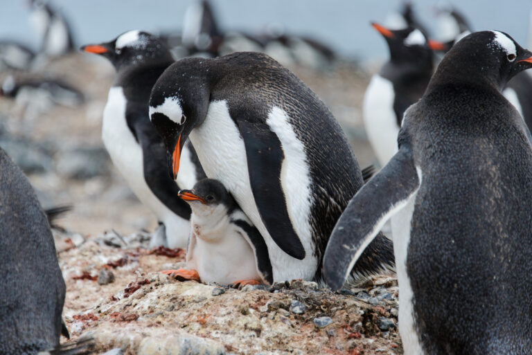 World Penguin Day: 15 Wild Adaptations That Help Penguins Thrive Almost ...