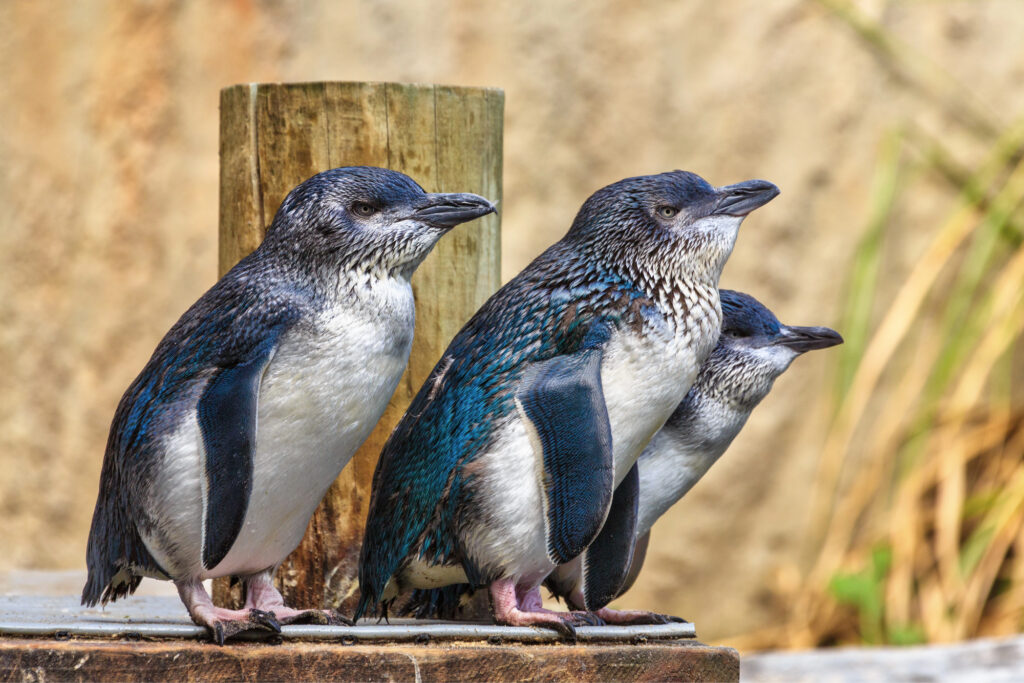 World Penguin Day: 15 Wild Adaptations That Help Penguins Thrive Almost ...