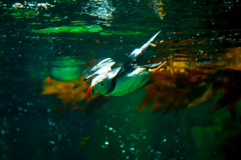 Puffin Day: 17 Things You Never Knew About These Adorable Birds