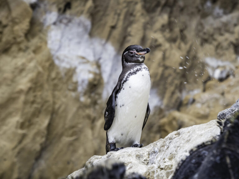 World Penguin Day: 15 Wild Adaptations That Help Penguins Thrive Almost ...