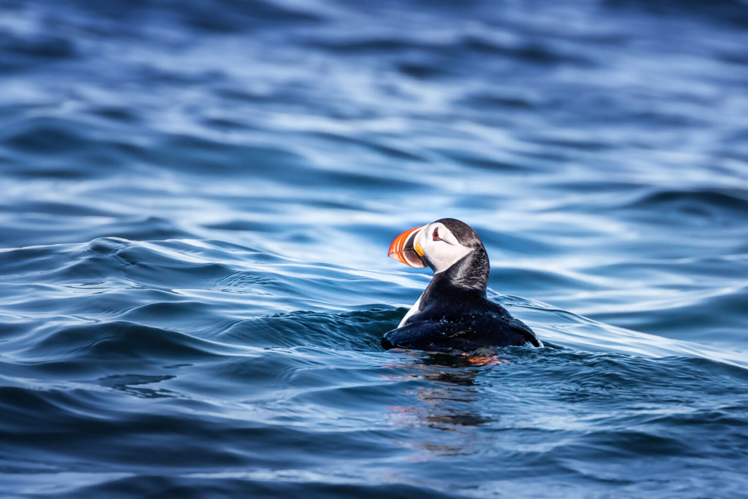 Puffin Day: 17 Things You Never Knew About These Adorable Birds