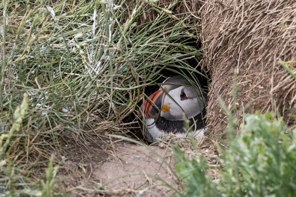 Puffin Day: 17 Things You Never Knew About These Adorable Birds