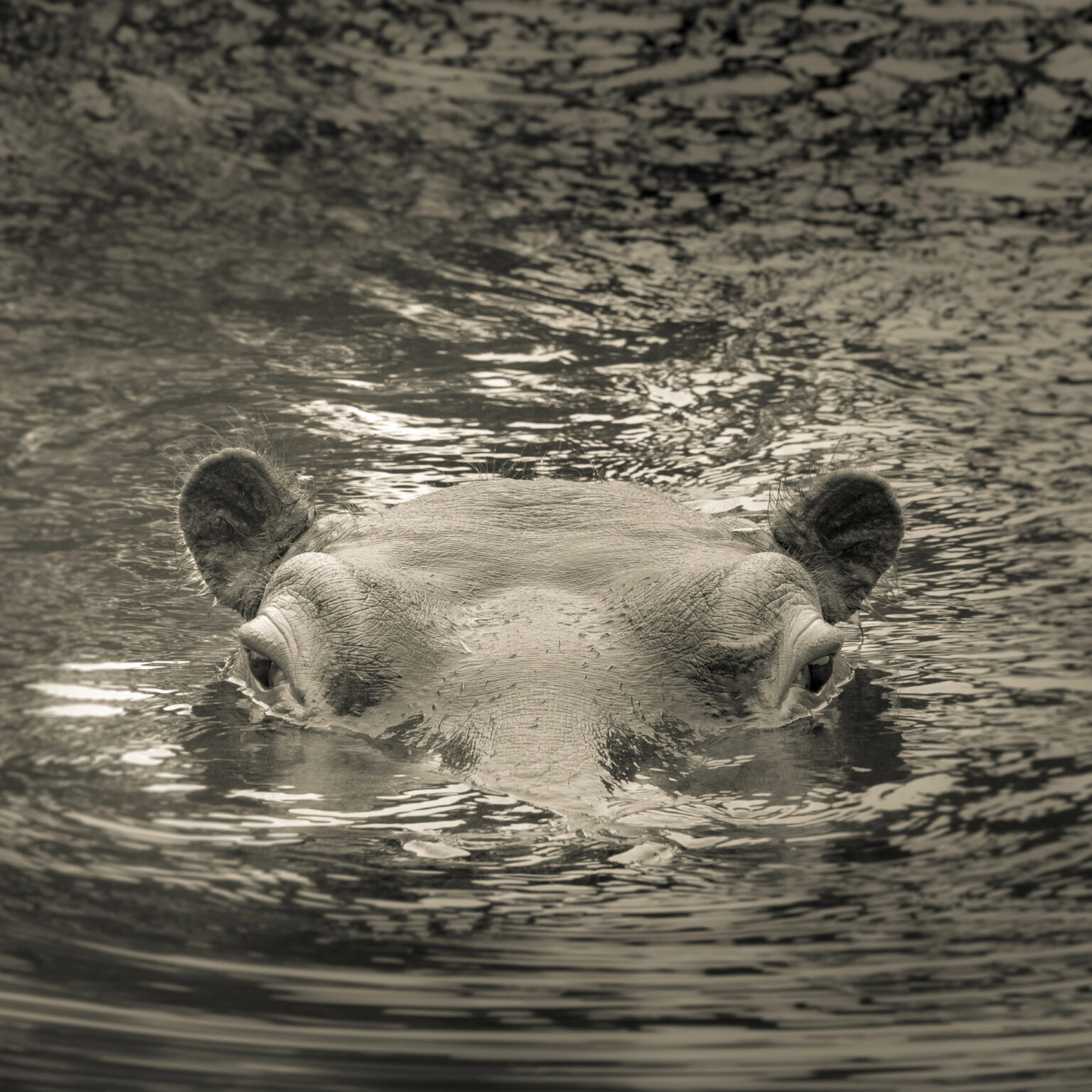 Pygmy Hippo Day: 15 Weird and Wonderful Traits of This Endangered Species