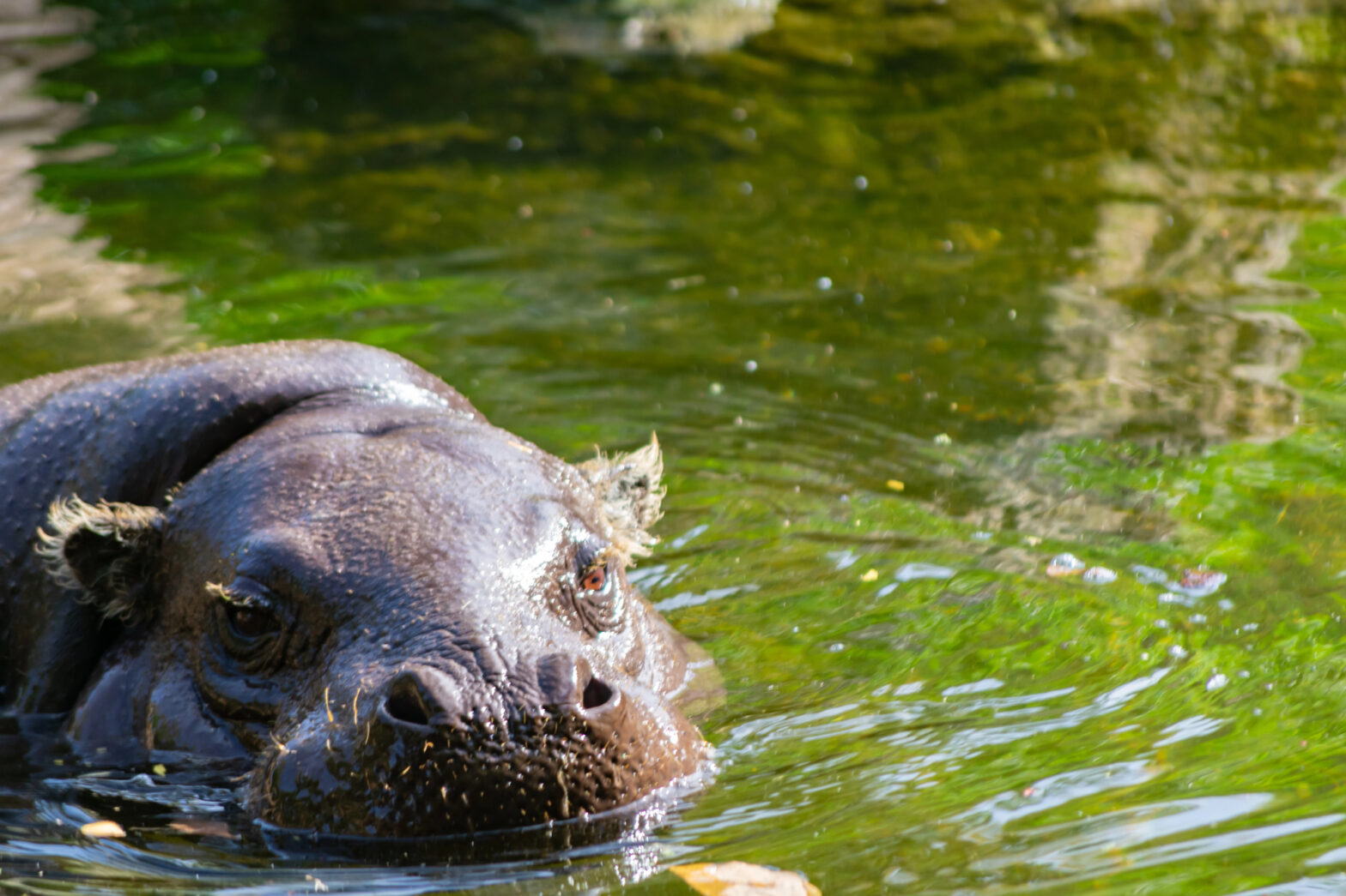 Pygmy Hippo Day: 15 Weird and Wonderful Traits of This Endangered Species