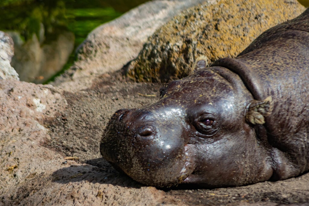 Pygmy Hippo Day: 15 Weird and Wonderful Traits of This Endangered Species