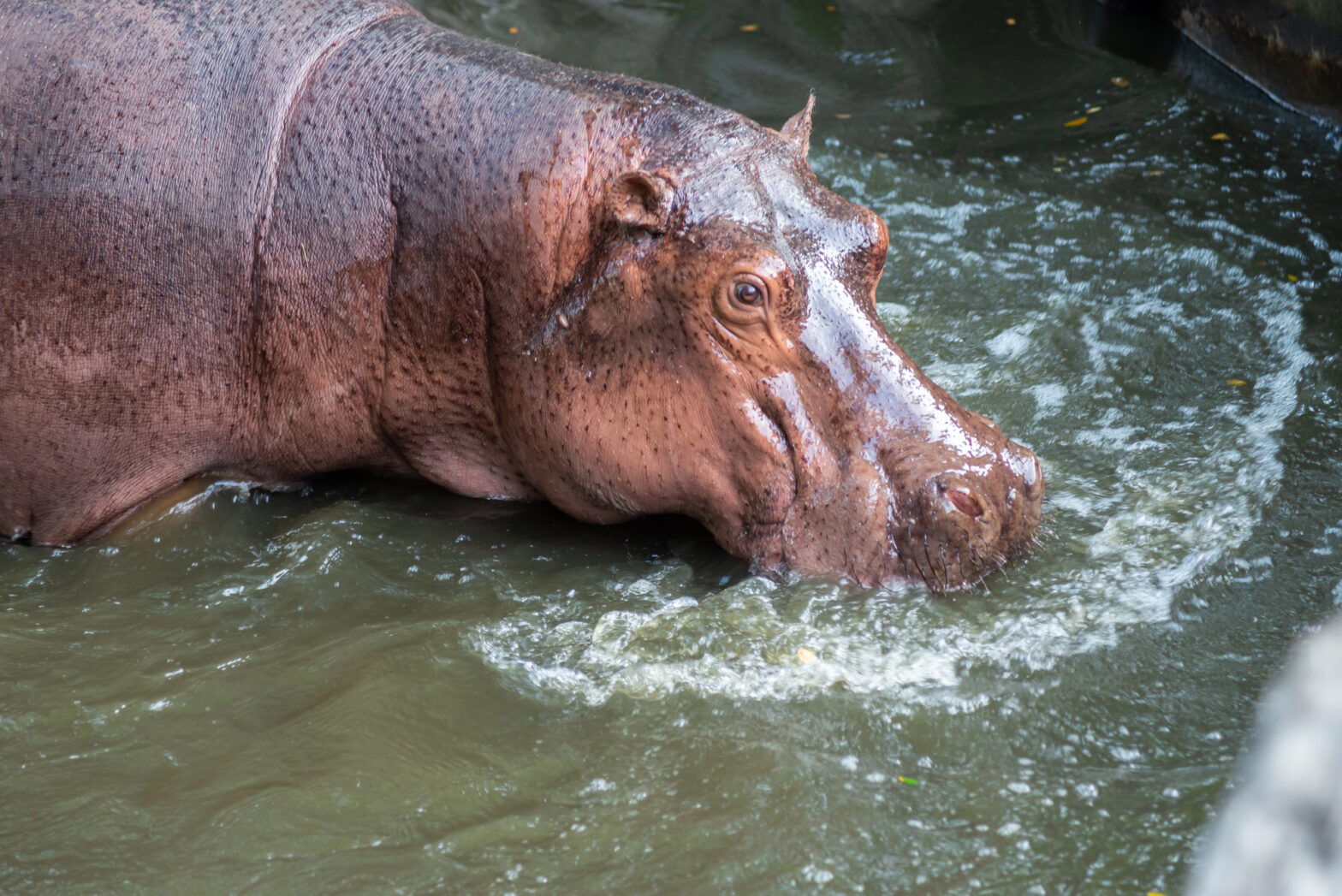 Pygmy Hippo Day: 15 Weird and Wonderful Traits of This Endangered Species
