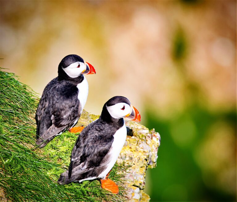 Puffin Day: 17 Things You Never Knew About These Adorable Birds