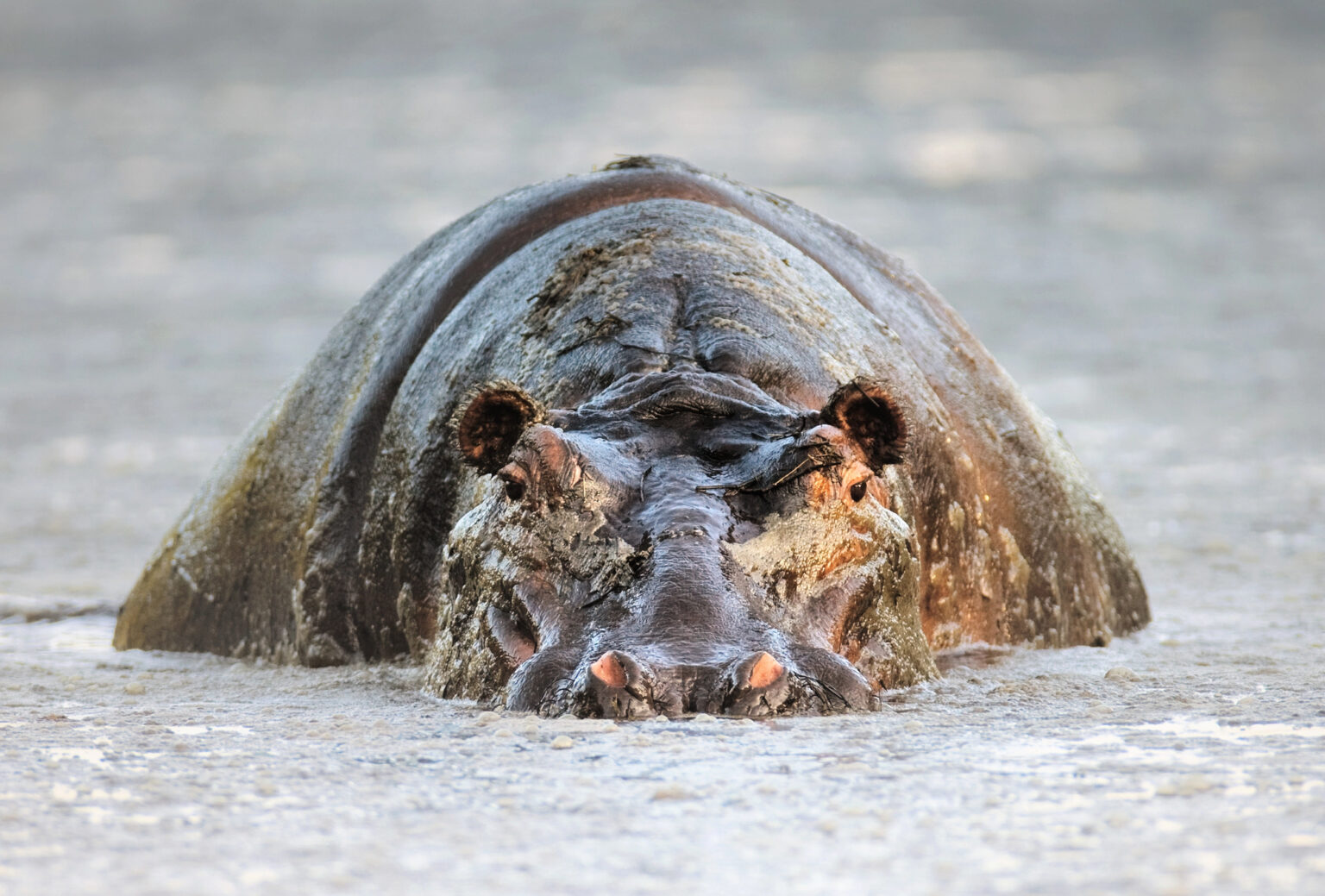 Pygmy Hippo Day: 15 Weird and Wonderful Traits of This Endangered Species