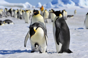 World Penguin Day: 15 Wild Adaptations That Help Penguins Thrive Almost ...
